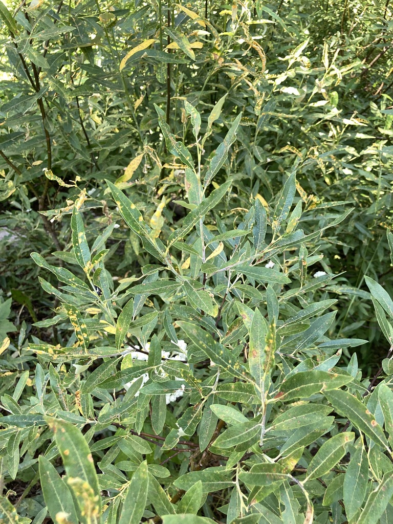 Willows from Improvement District No. 4, AB T0K, Canada on July 30 ...