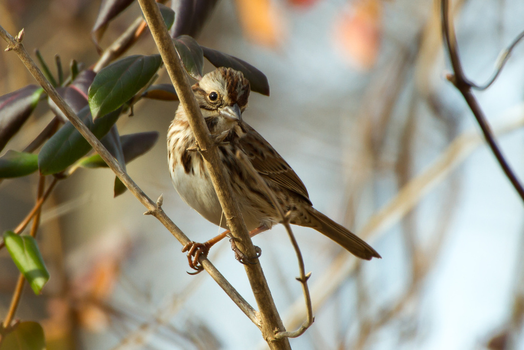 Song Sparrow from Lathrop E. Smith Environmental Education Center on ...