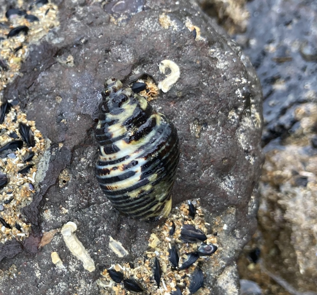 Lineated cominella from Bass Strait, Penguin, TAS, AU on December 17 ...