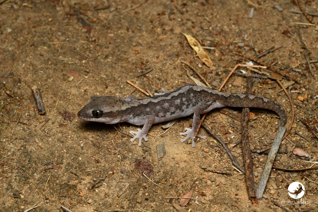 Wheat-belt Stone Gecko from Inkpen WA 6302, Australia on December 16 ...