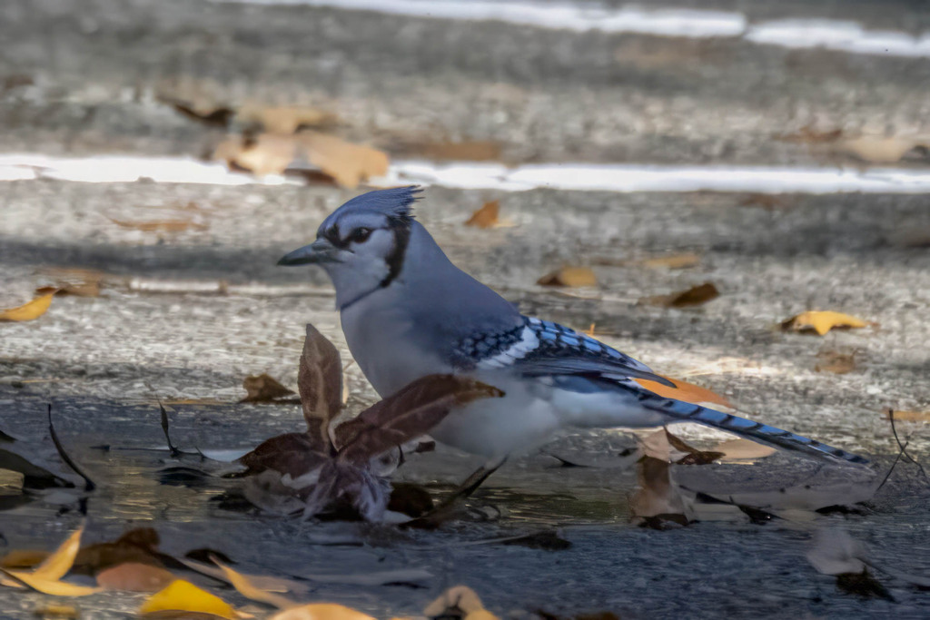 Blue Jay from Walker County, TX, USA on December 16, 2023 at 02:20 PM ...