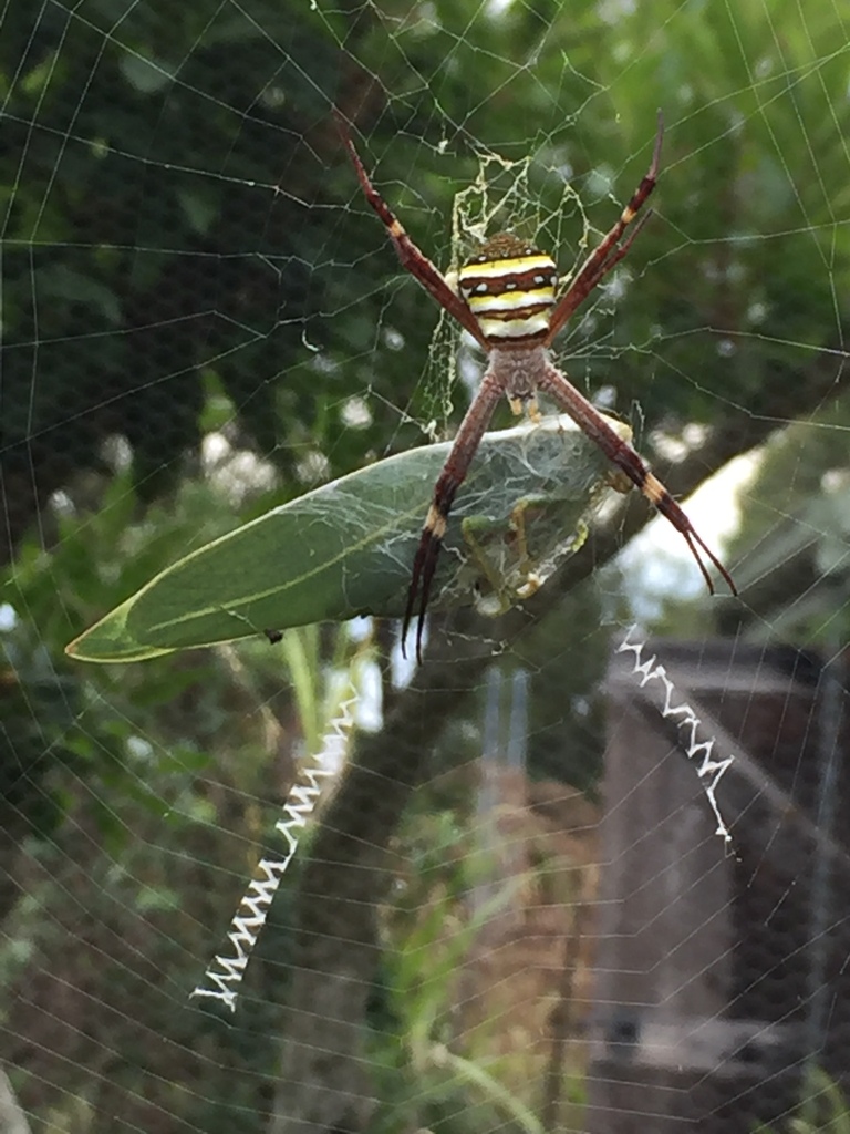 Saint Andrew's Cross Spider from Coomba Park NSW 2428, Australia on ...