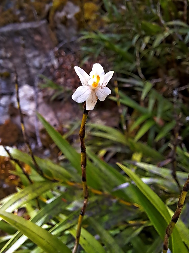 Easter Orchid from Brook Sanctuary on December 16, 2023 by memopob. Is ...