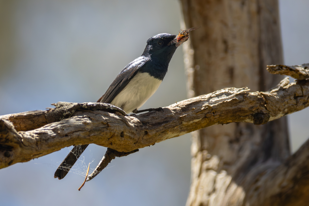 Satin Flycatcher from Smiths Gully VIC 3760, Australia on December 17 ...