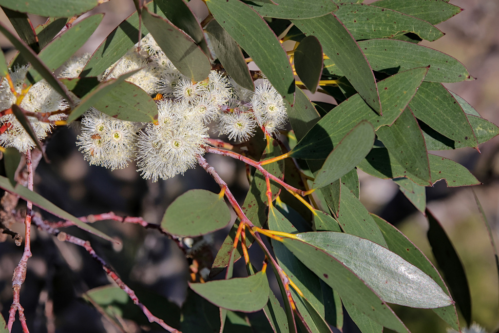 Snow Gum from Hotham Heights VIC 3741, Australia on December 12, 2023 ...