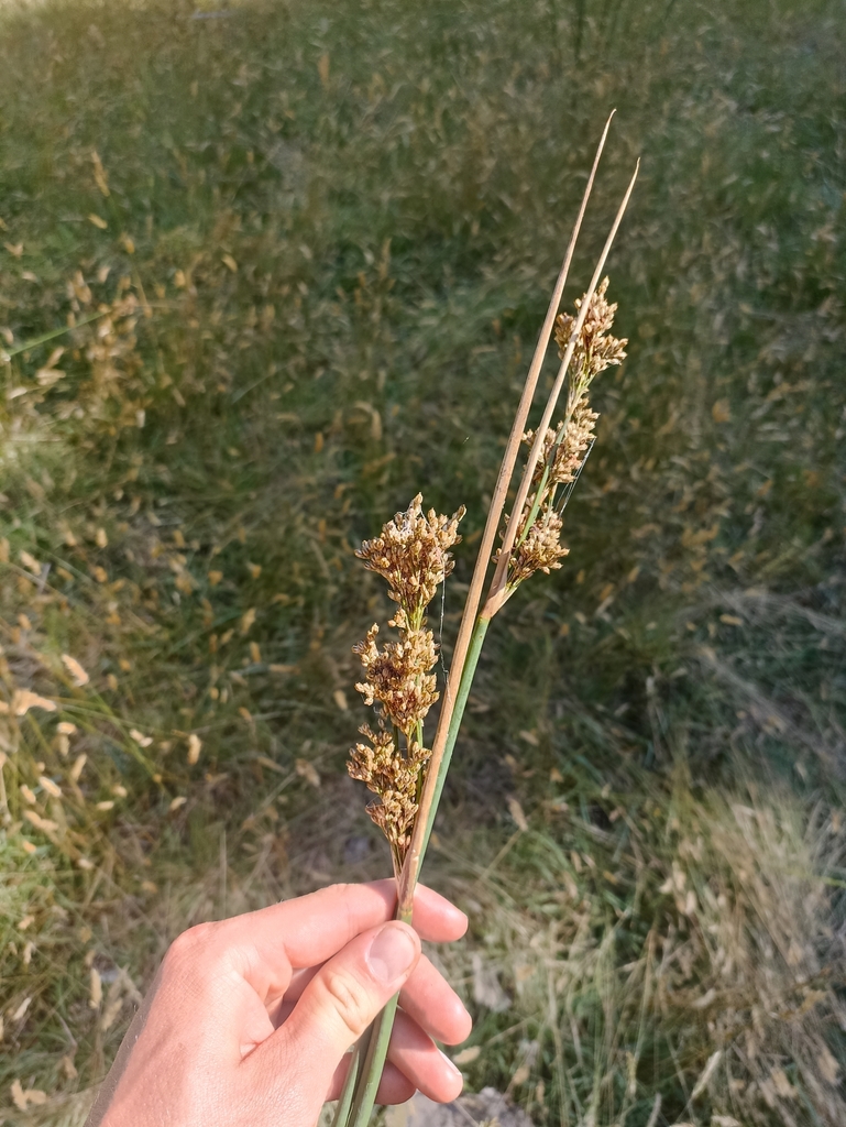 Great Soft-rush in December 2023 by Oscar Dove · iNaturalist