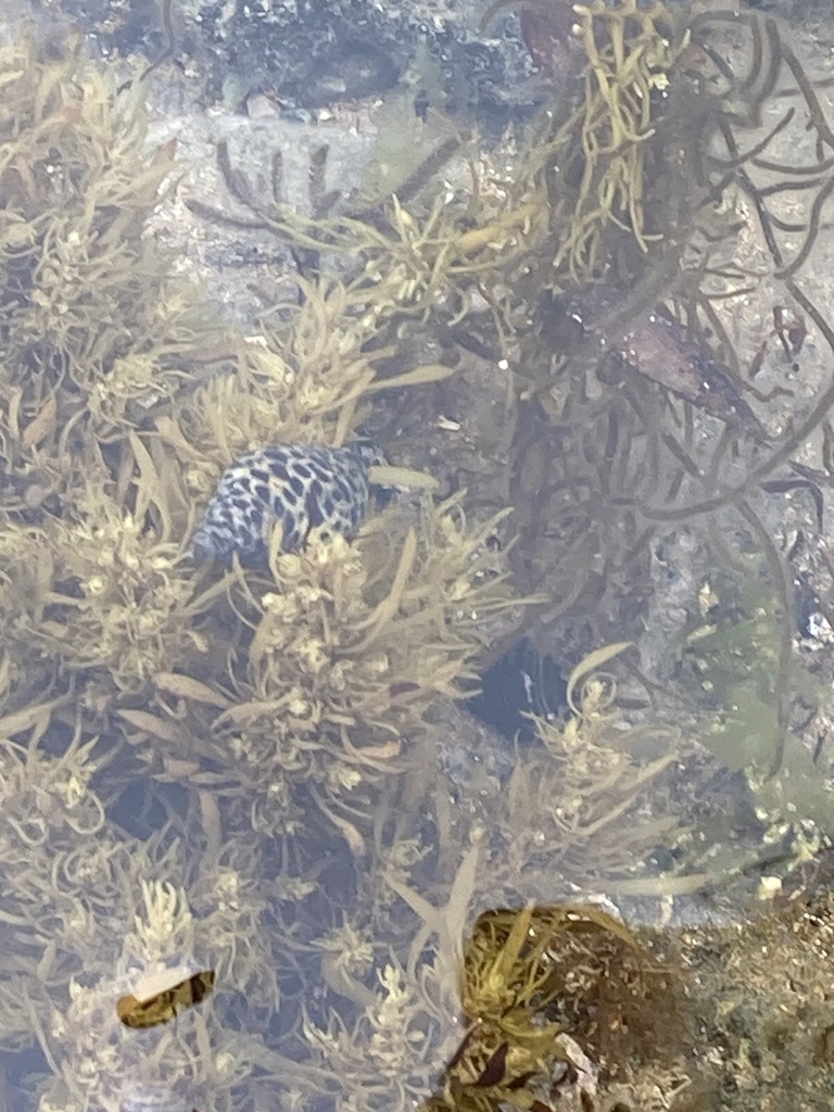 Lineated cominella from Bass Strait, Penguin, TAS, AU on December 17 ...