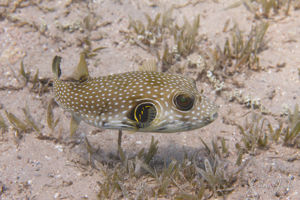 White-spotted Puffer from Sant Katrin, Janub Sina', Egypt on October 2 ...