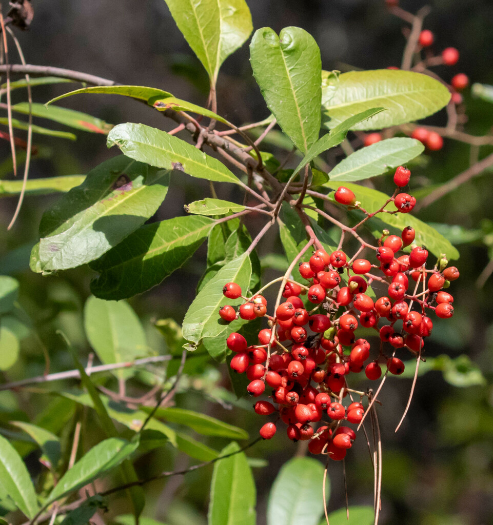 Toyon from Joaquin Miller Park, Oakland, CA, USA on December 14, 2023 ...