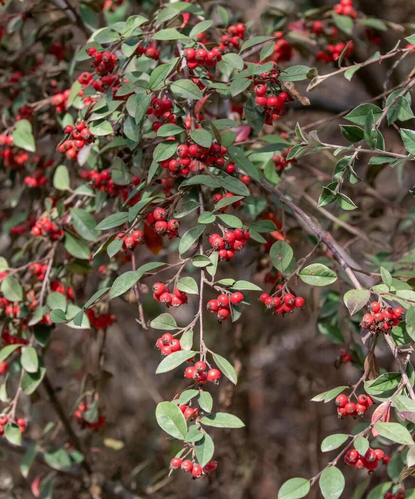 Cotoneasters from Joaquin Miller Park, Oakland, CA, USA on December 14 ...