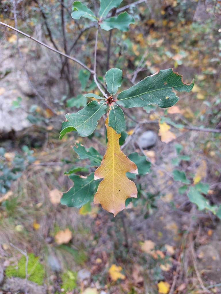 Lacey Oak from 25307 Coah., México on December 16, 2023 at 11:31 AM by ...