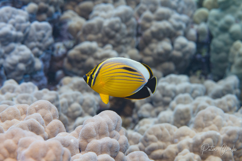 Exquisite Butterflyfish from Sant Katrin, Janub Sina', Egypt on ...