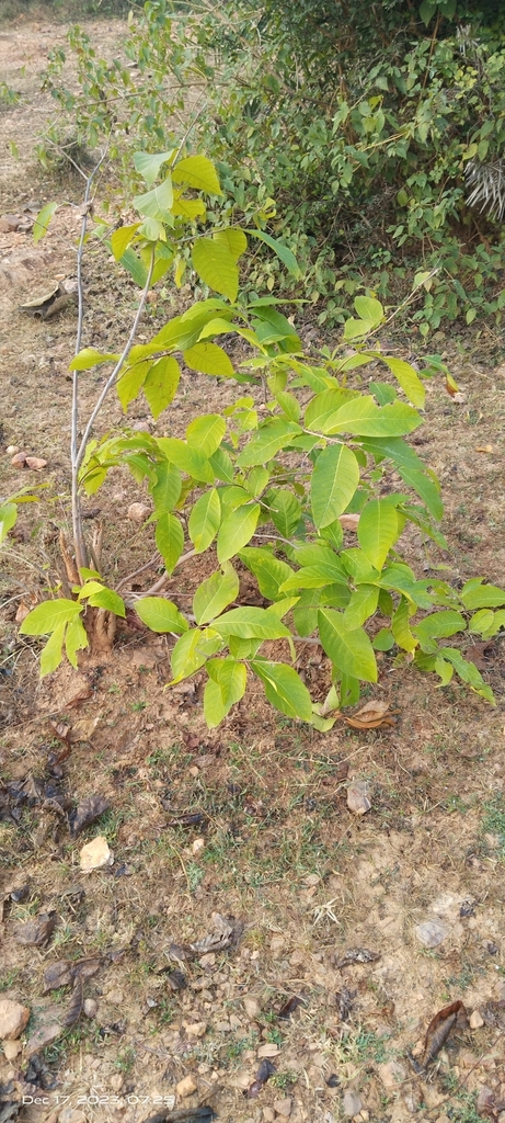 Burflower-tree from India on December 17, 2023 at 07:25 AM by ...