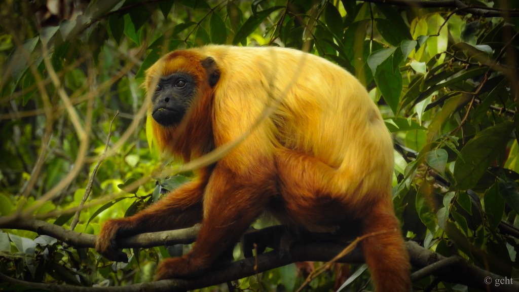 Guianan Red Howler Monkey (Alouatta macconnelli) - Know Your Mammals