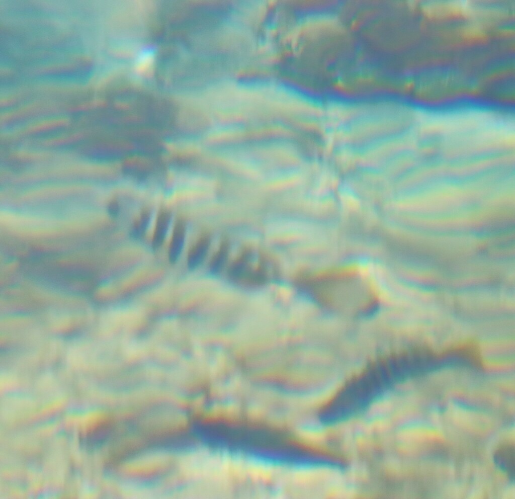 Zebrafish from The Gardens, Tasmania on December 17, 2023 at 12:04 PM ...