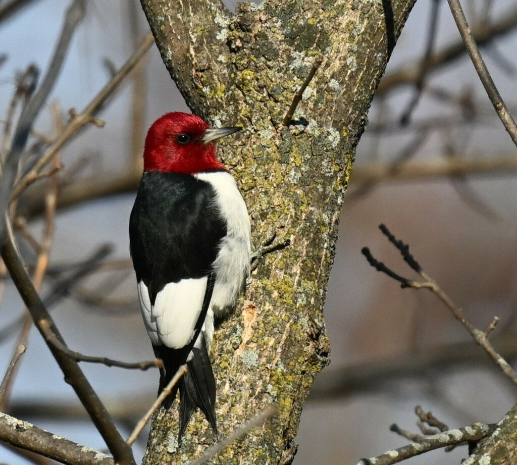 Red-headed Woodpecker from Winfield Sandy Slough, Lincoln County, MO ...
