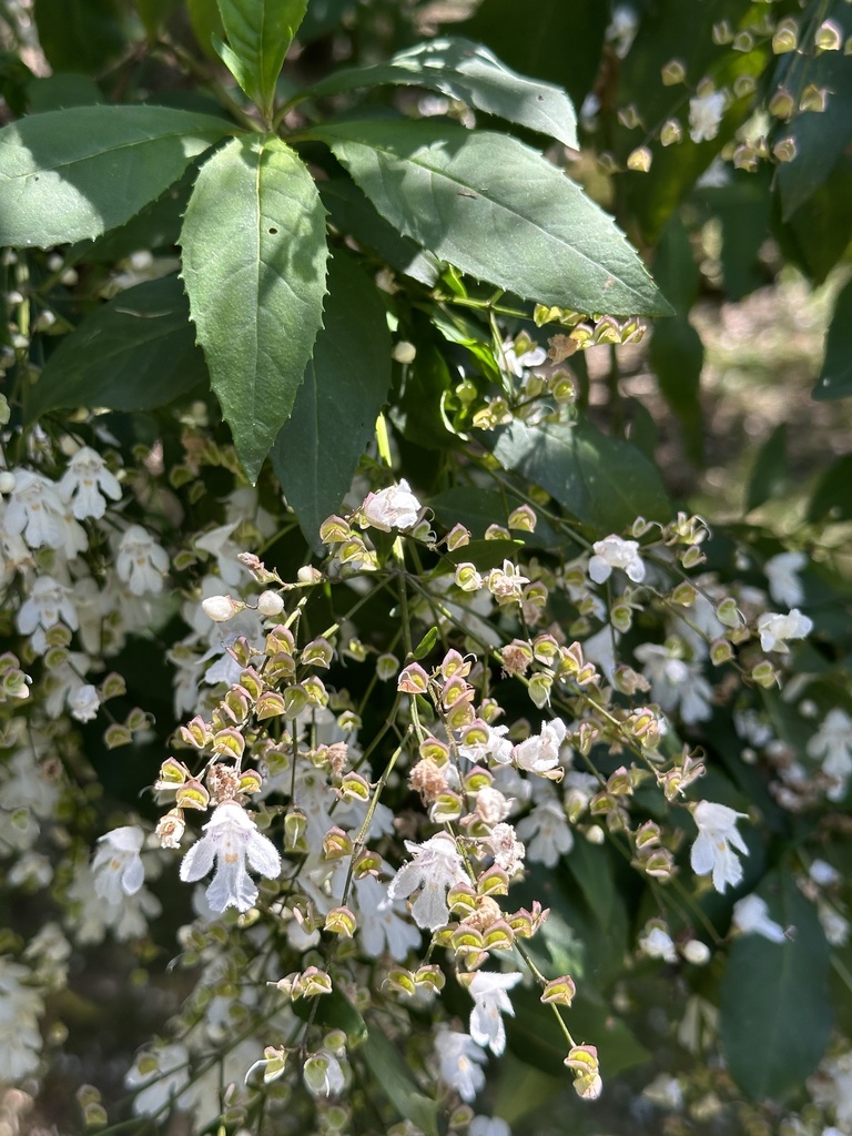 Christmas Bush from Bunyip State Park, Gentle Annie, VIC, AU on ...