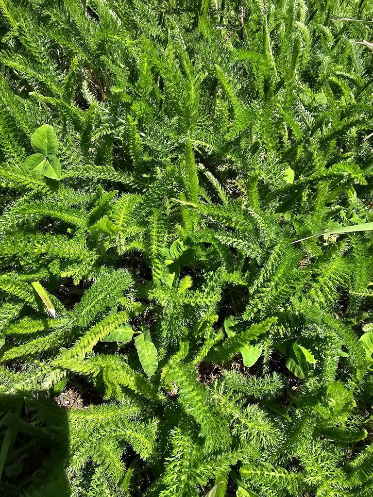 common yarrow from Transit Lounge/Great Alpine Rd, Hotham Heights VIC ...