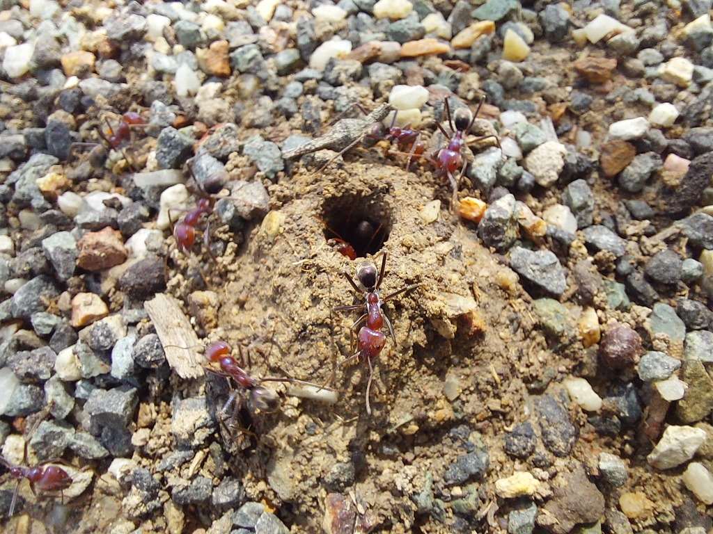 Southern Meat Ant from Brisbane QLD, Australia on December 17, 2023 at ...