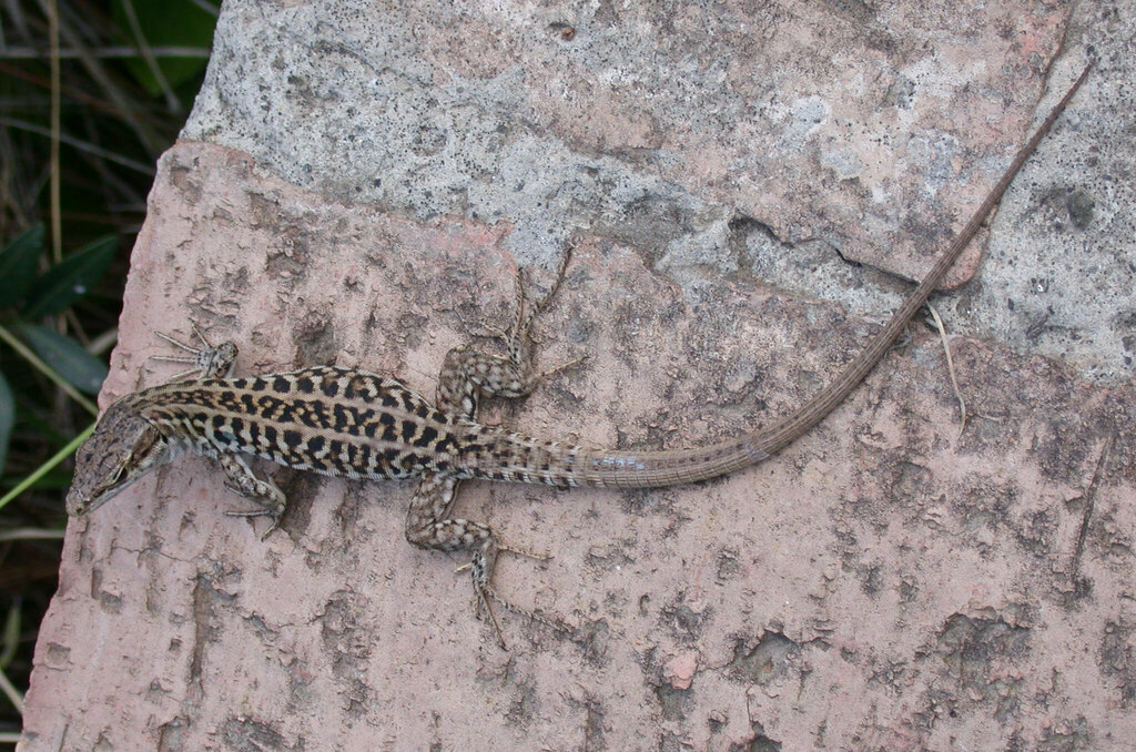 Italian Wall Lizard from Tiberio, 80076 Capri NA, Italia on September ...