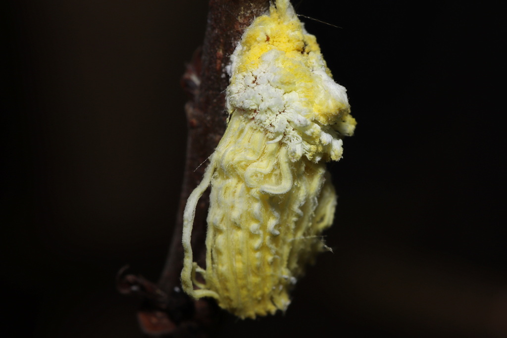 Cushion Scale Insects from Witta QLD 4552, Australia on December 17 ...