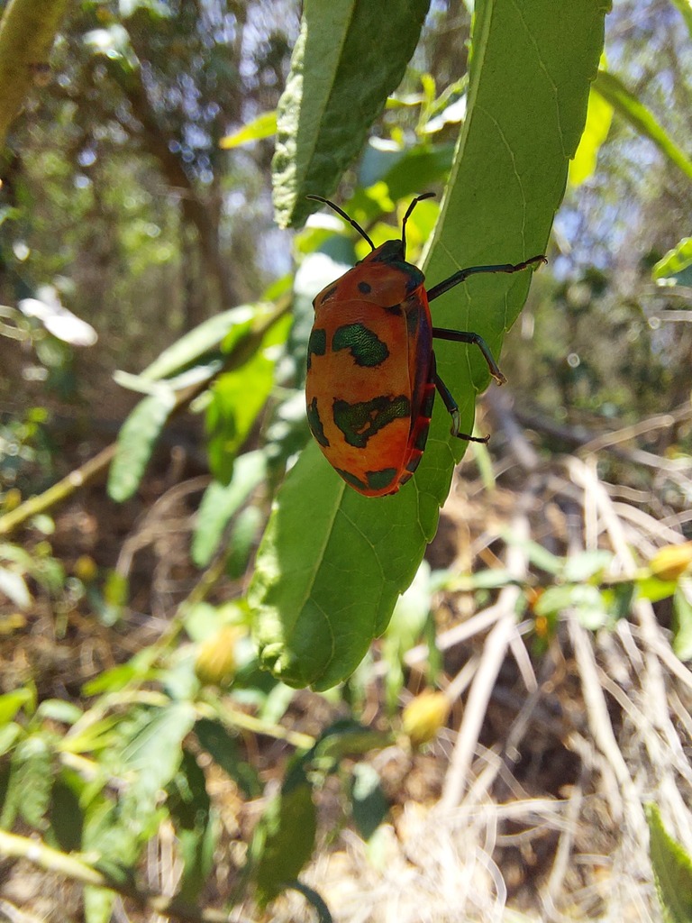 Hibiscus Harlequin Bug from Brisbane QLD, Australia on December 17 ...