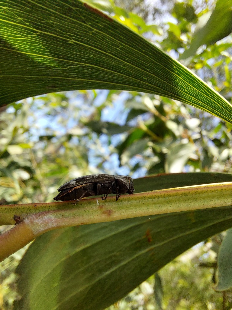 Diphucrania laticollis from Brisbane QLD, Australia on December 17 ...
