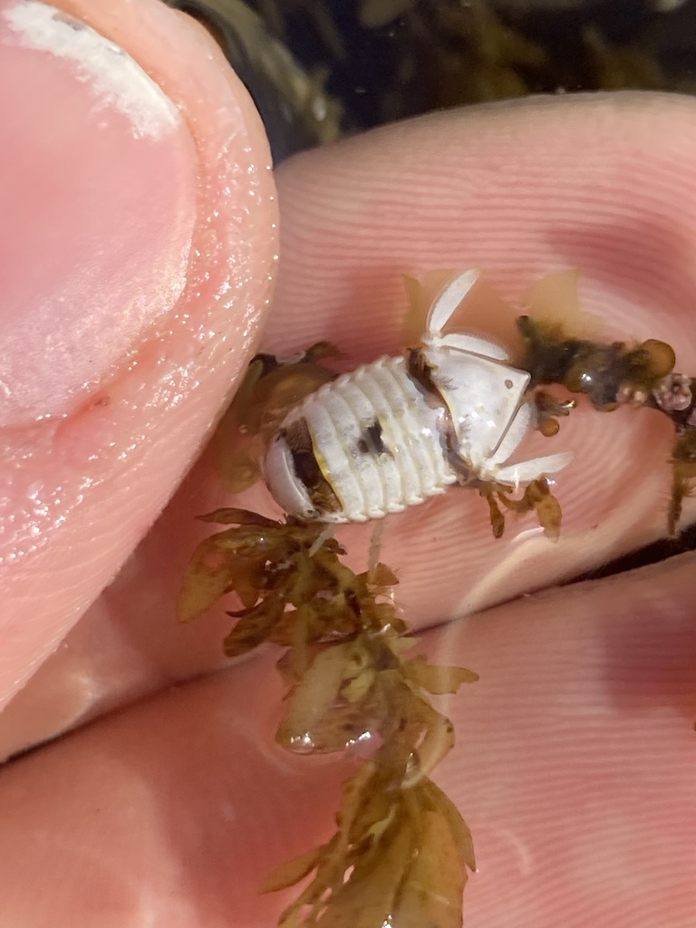 Typical Seapills from Garaban Ct, Bulli, NSW, AU on December 17, 2023 ...