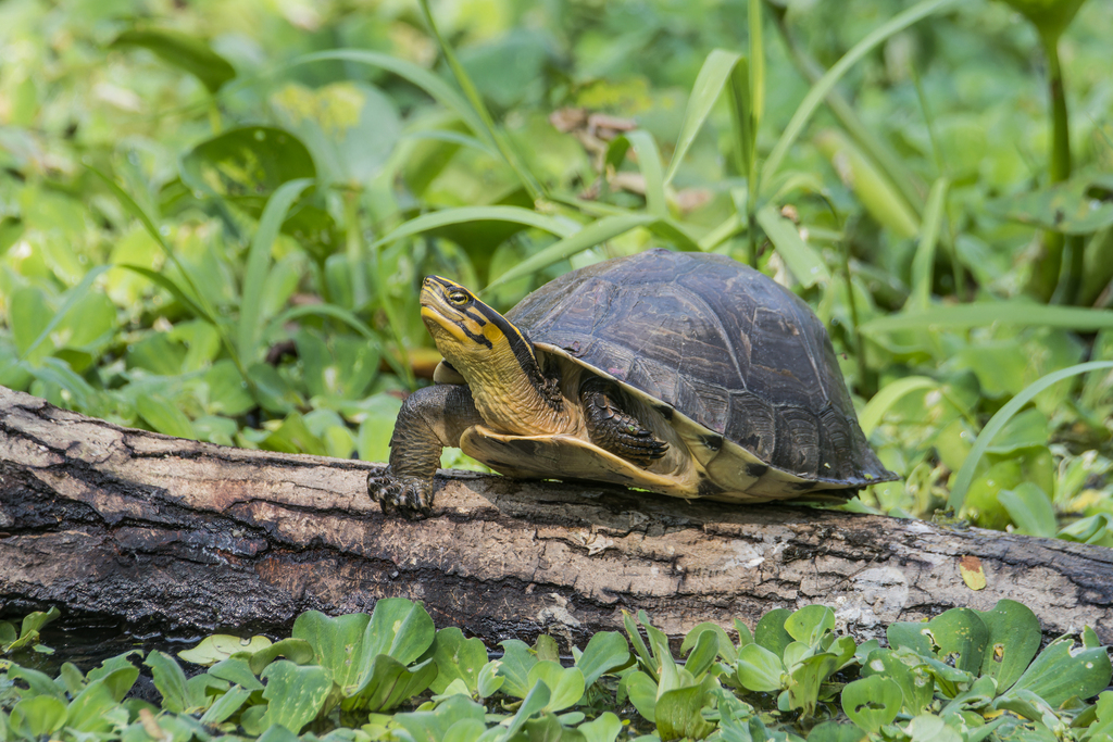 Domed Malayan Box Turtle In December 2023 By Wich yanan L INaturalist domed-malayan-box-turtle-in-december-2023-by-wich-yanan-l-inaturalist