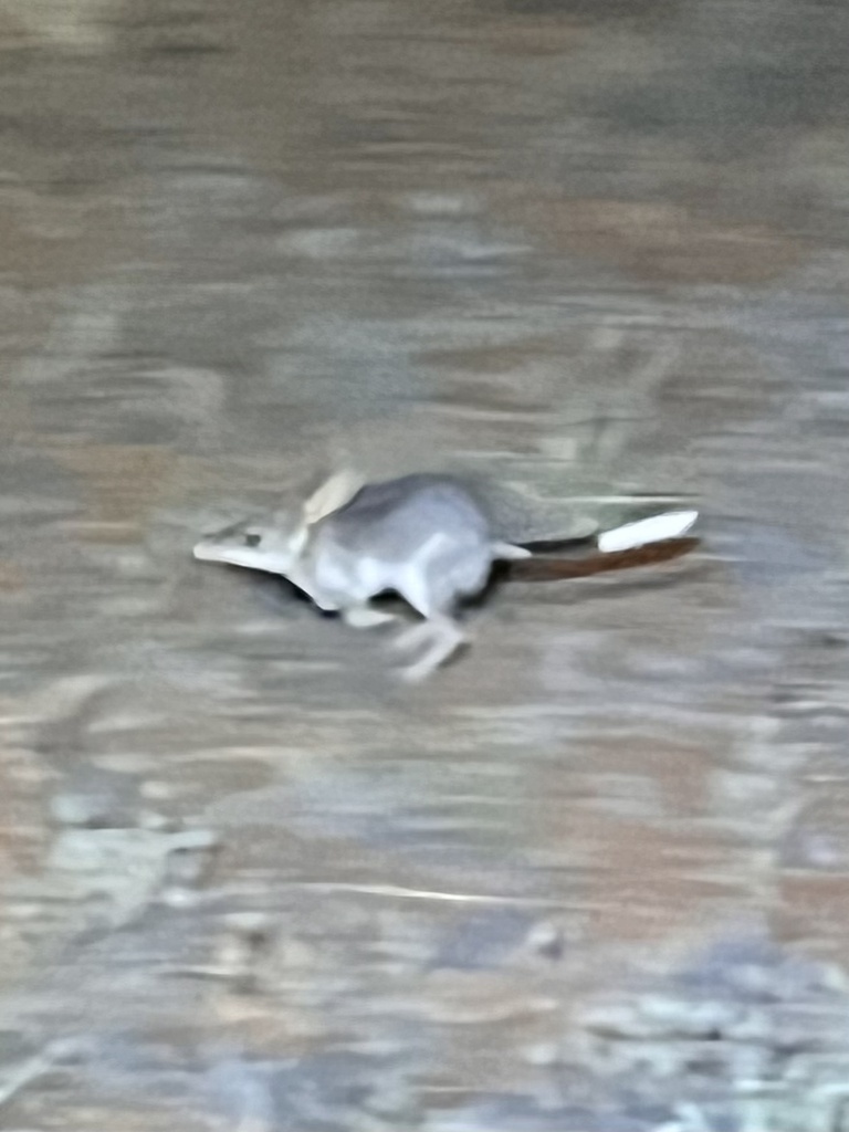 Greater Bilby in December 2023 by Tom Hunt. Wild living reintroduced ...