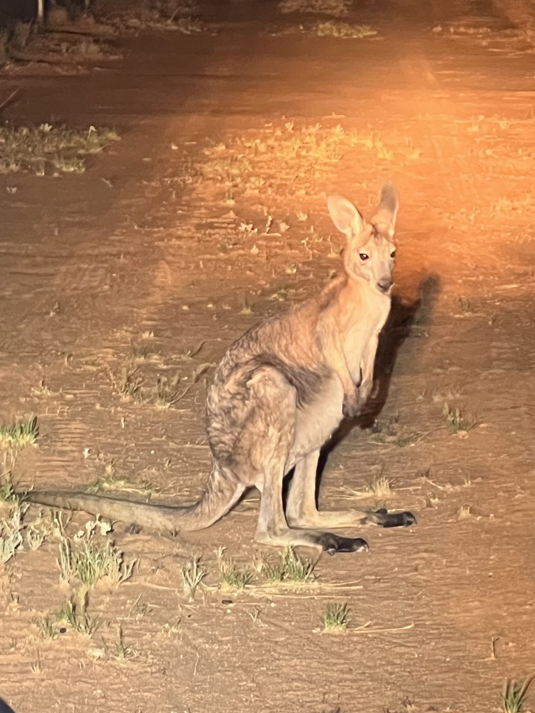 Common Wallaroo from Sturt National Park, Tibooburra, NSW, AU on ...