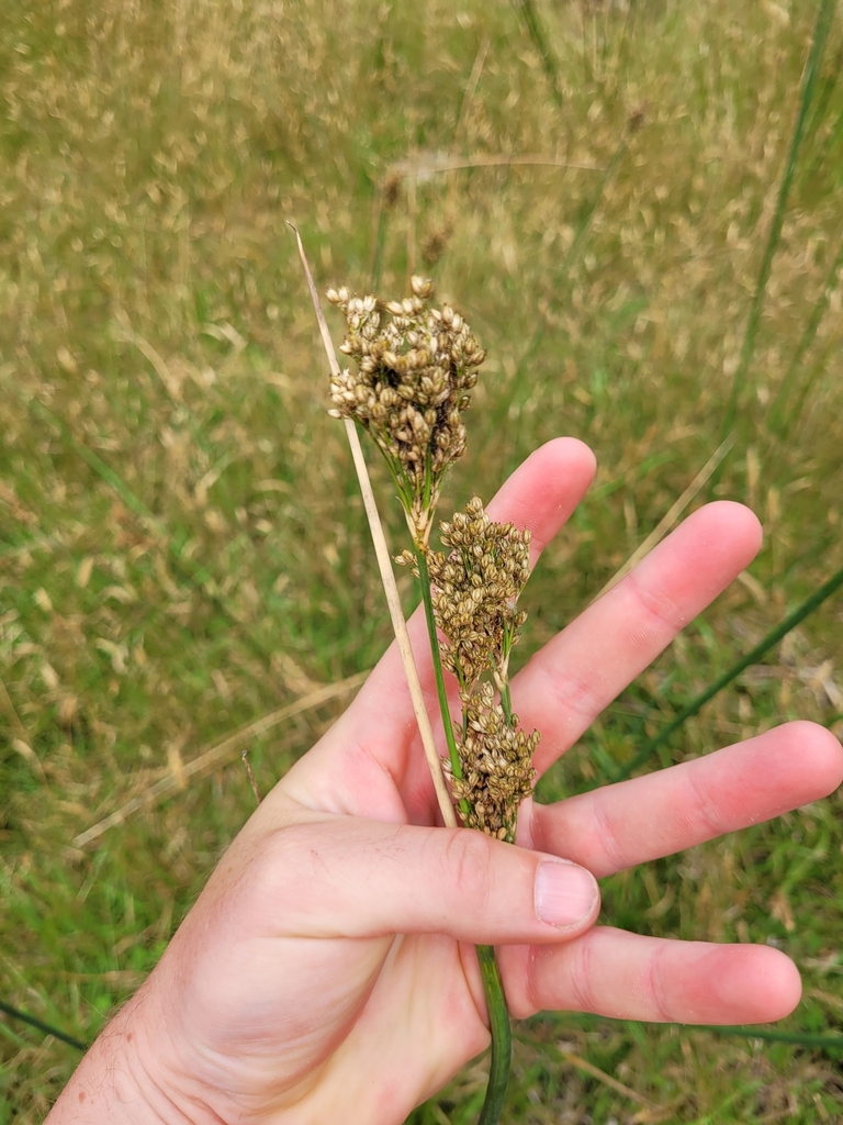 Great Soft-rush in December 2023 by papworpap · iNaturalist