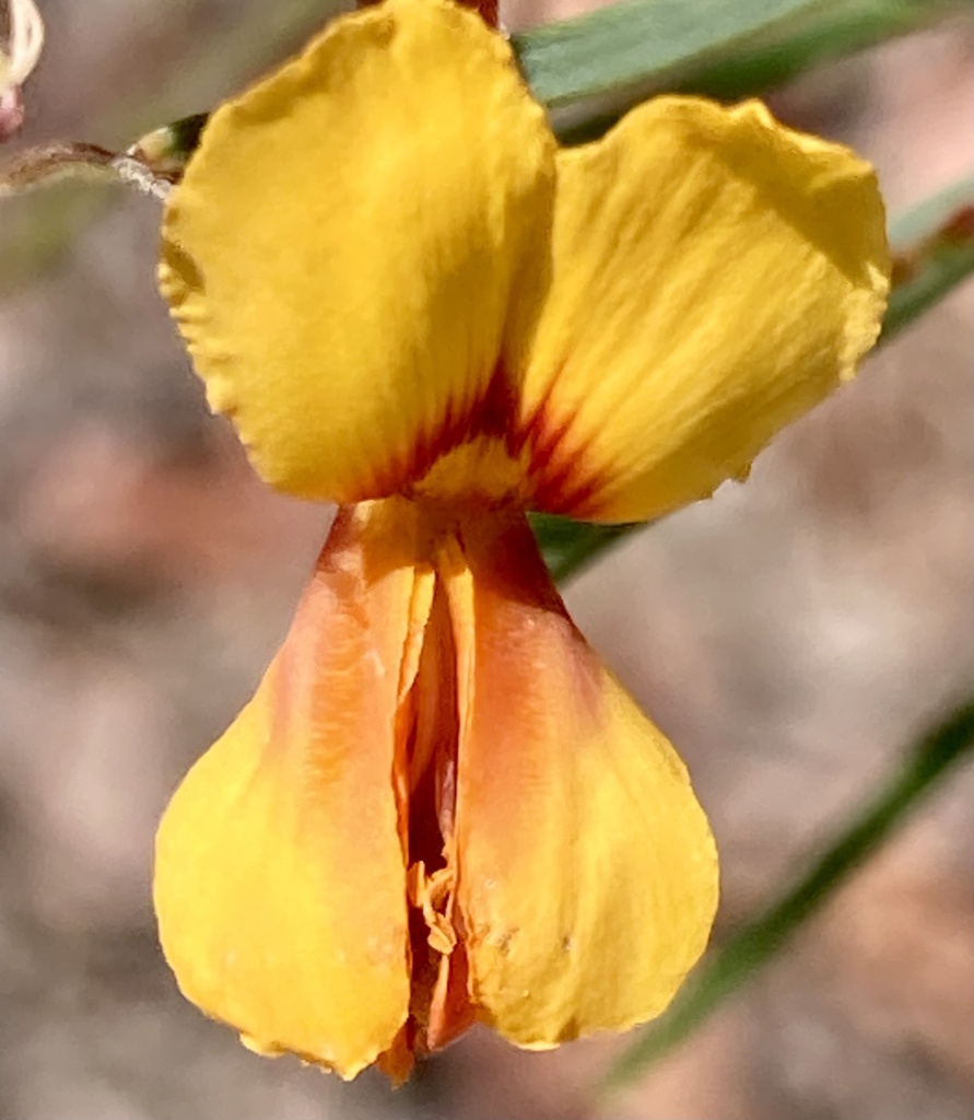 Jacksonia sternbergiana from Northern Suburbs, Koondoola, WA, AU on ...