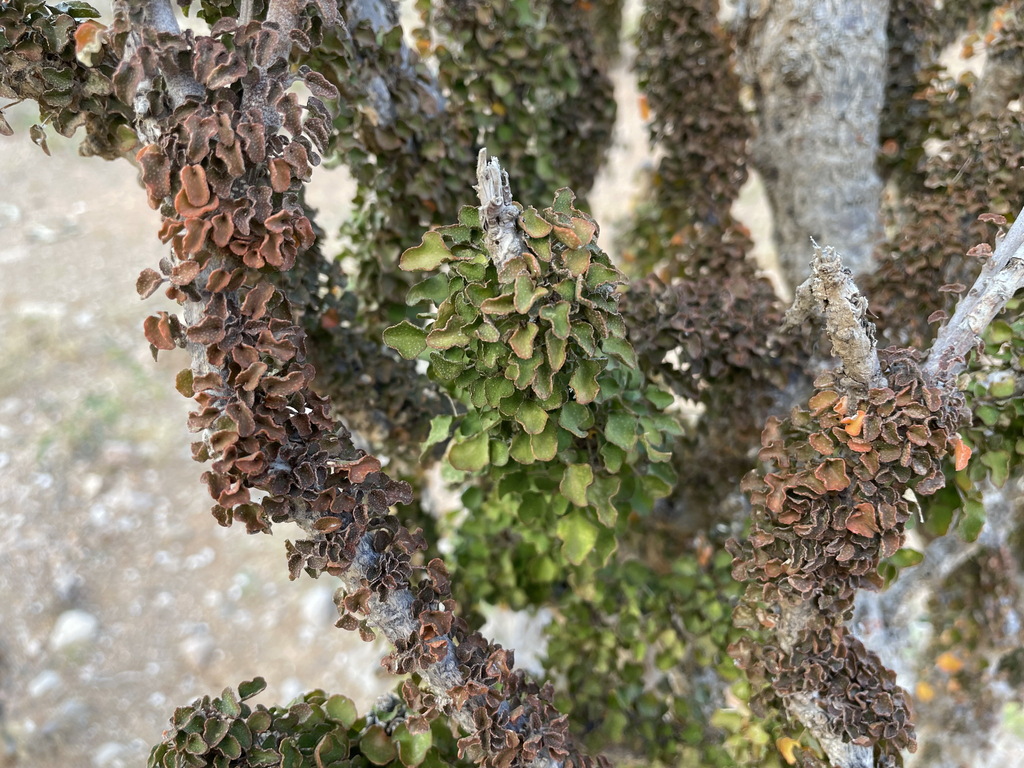 Croton socotranus from Qalansiyah wa Abd Al Kuri, Jemen on February 17 ...