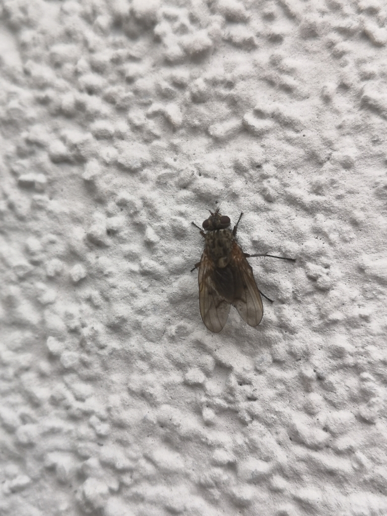Phaoniinae from 66227 Druskininkai, Lietuva on December 17, 2023 at 11: ...