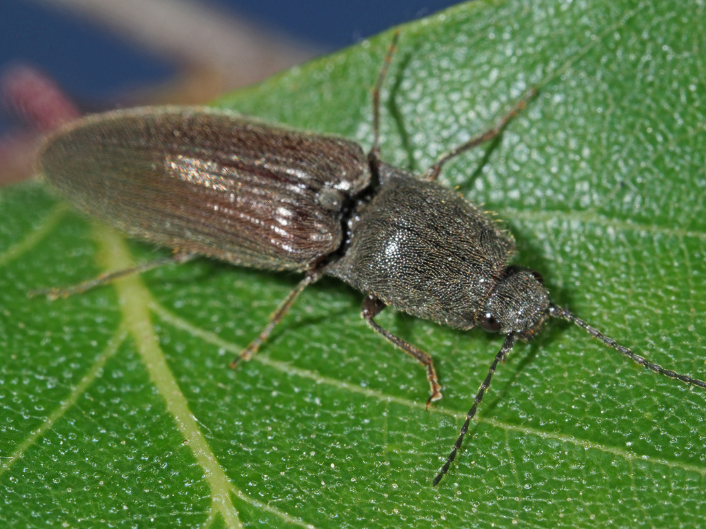 common brown click beetle from Feuchtgebiet am Hungerbach, Huglfing ...