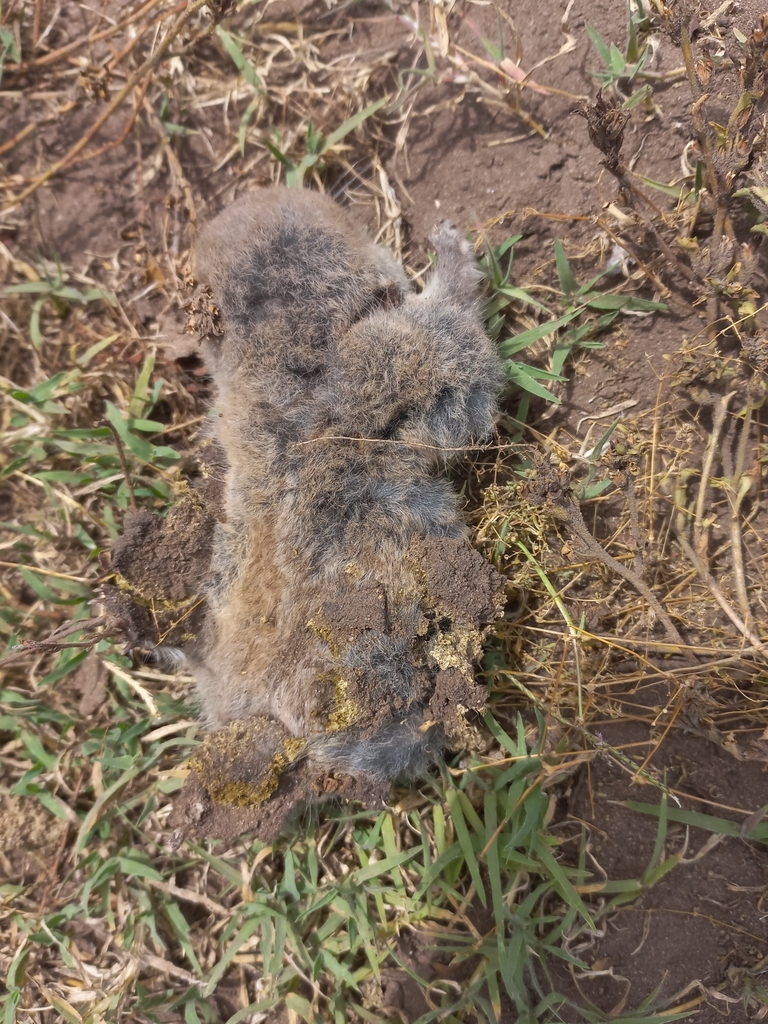 Moles and Desmans from Knysna Local Municipality, South Africa on ...
