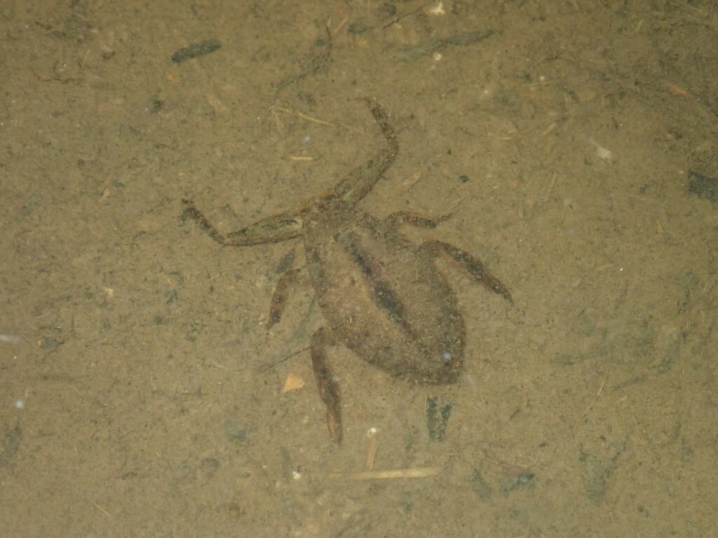 Lethocerus from Iron Range QLD, Australia on February 3, 2023 at 11:54 ...