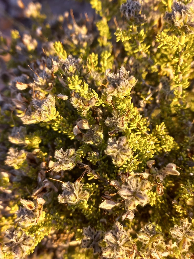 Black Capegorse from Langeberg Local Municipality, South Africa on ...