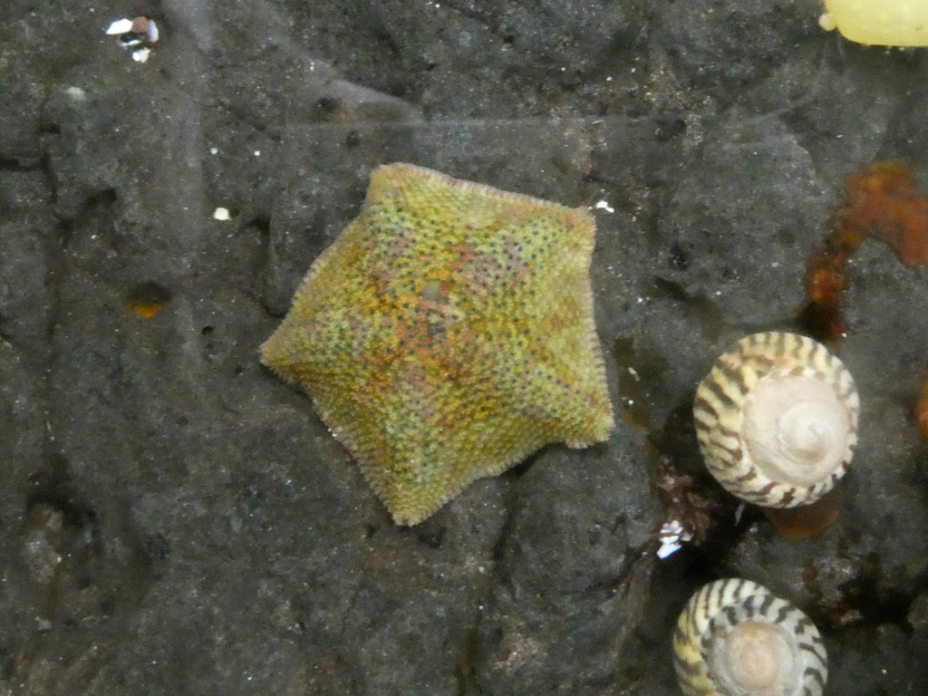 Dwarf Cushion Star from Flinders VIC 3929, Australia on December 11 ...