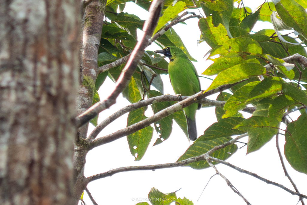 Lesser Green Leafbird in December 2023 by Kittakorn · iNaturalist