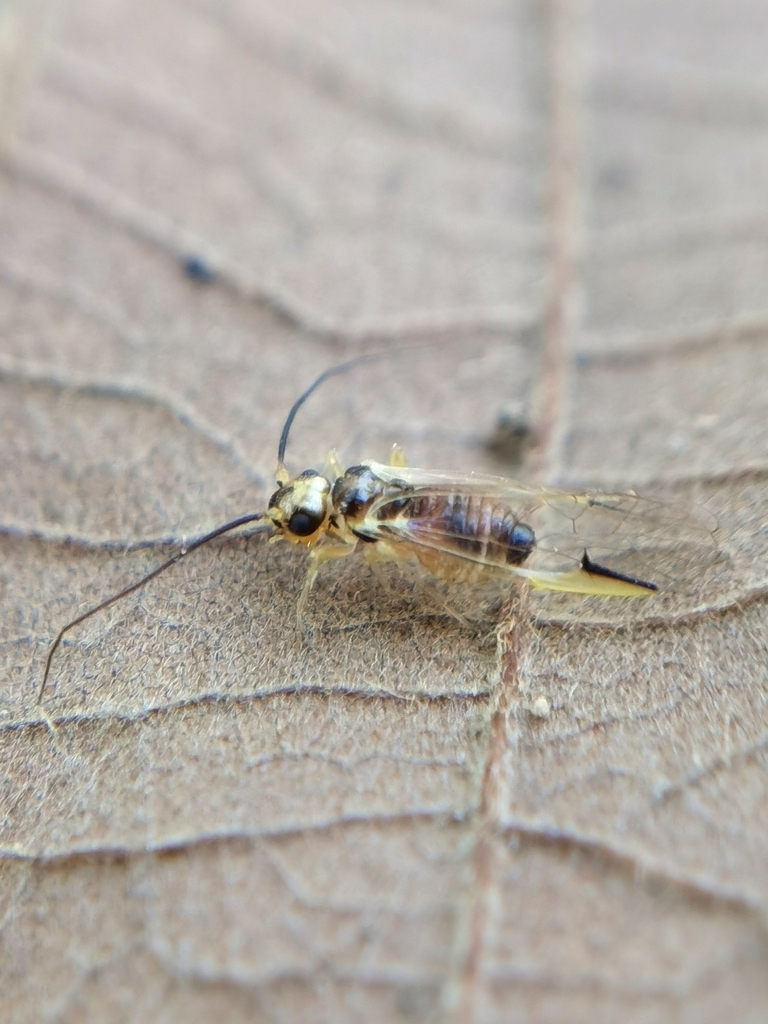 Stenopsocus externus from Nanjing, CN-JS, CN on December 17, 2023 at 10 ...