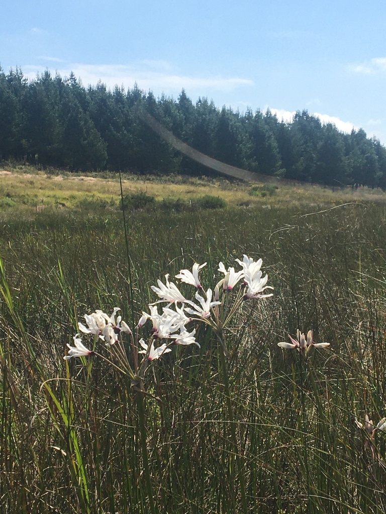 White Nerine from Mpofana, Mooi River, KZN, ZA on April 2, 2023 at 11: ...