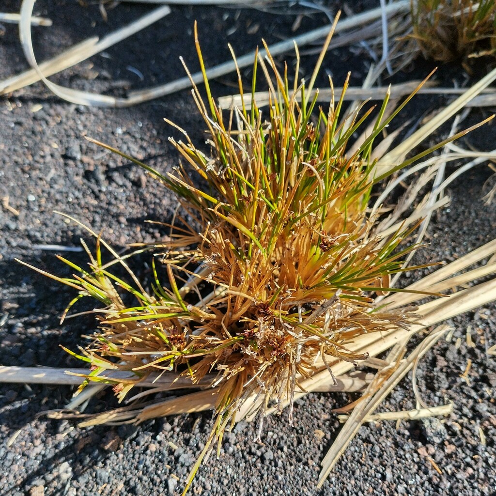 Native rush from Falkland Islands on November 22, 2023 at 04:42 PM by ...