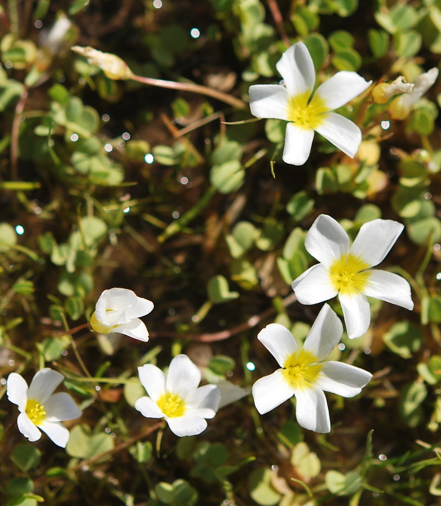Vernal Pool Sorrel from Anysberg Nature Reserve, Central Karoo DC ...