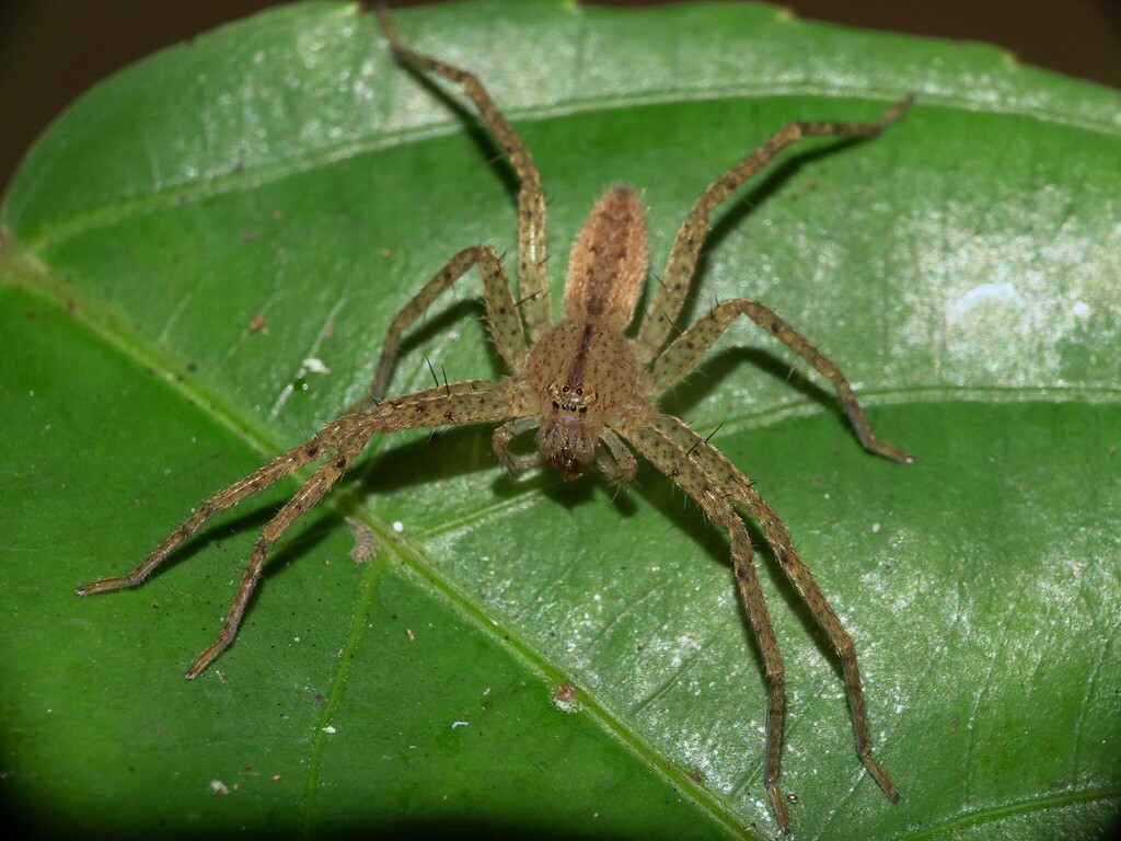 Pseudopoda ashcharya from Cotigao WLS on December 8, 2023 at 09:42 AM ...