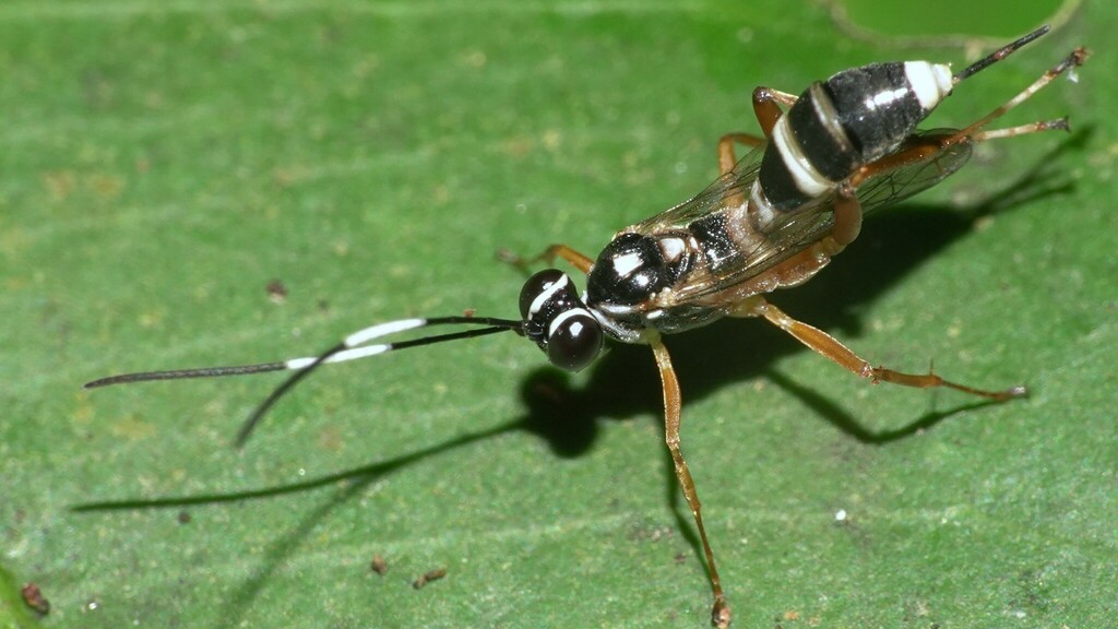 Ichneumonid Wasps from Cotigao WLS on December 8, 2023 at 10:08 AM by ...