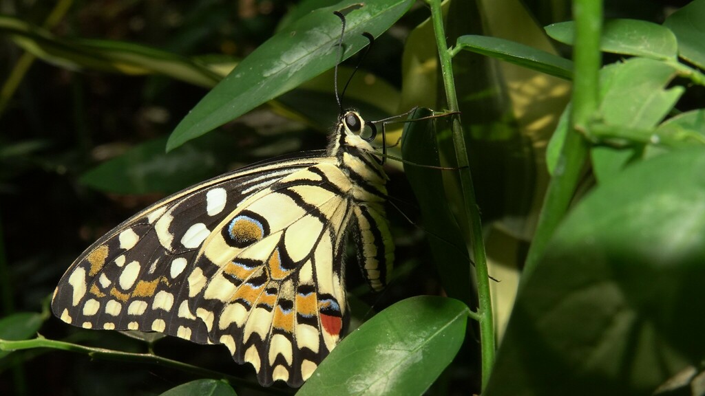 Lime Swallowtail from Cotigao WLS on December 8, 2023 at 10:48 AM by ...
