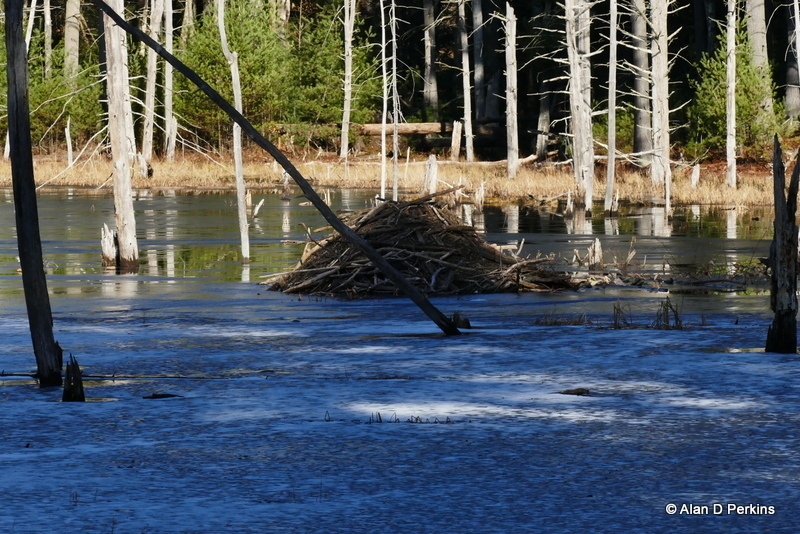 American Beaver from Deering, NH, USA on December 15, 2023 at 12:27 PM ...