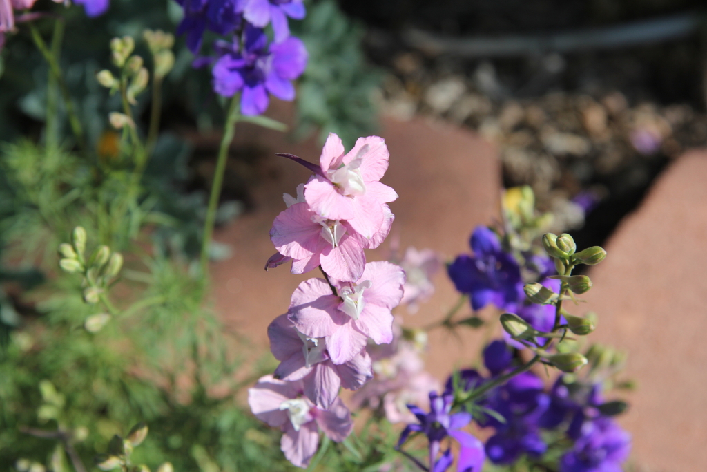 doubtful knight's-spur from Sunnyside, Denver, CO 80211, USA on June 8 ...